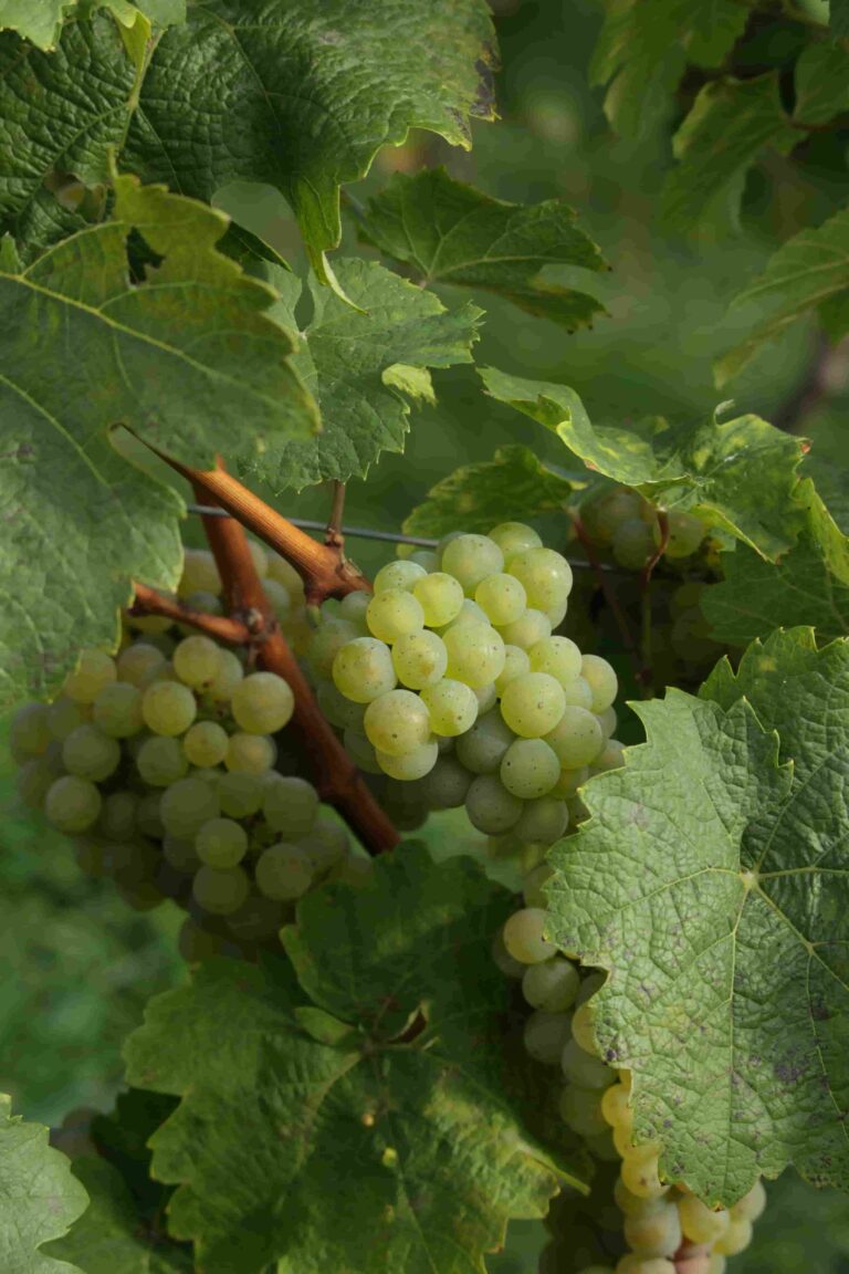 How to taste wine - Wine Valet